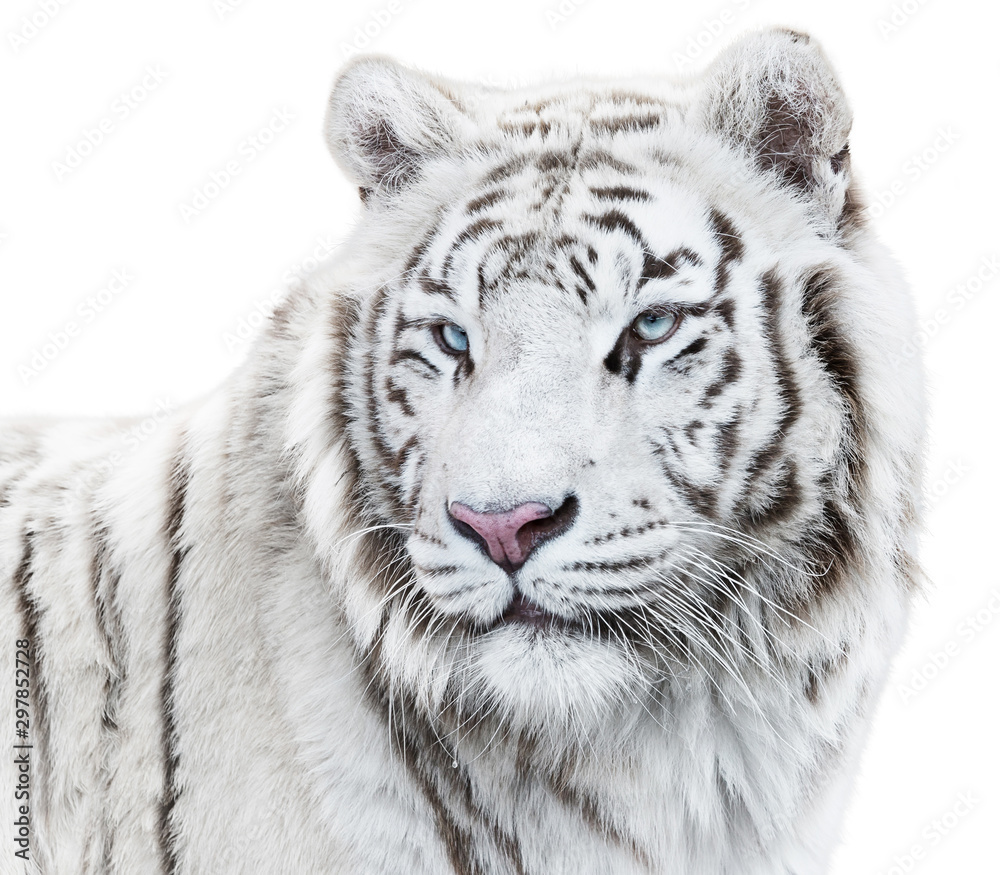 Magnificent white tiger looking back Stock Photo | Adobe Stock
