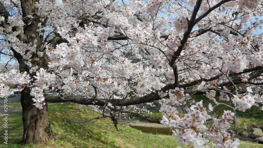 Landscape panning view of the beautiful natural sakura flower trees ...
