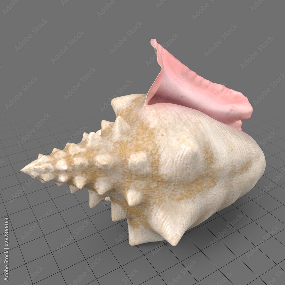 Conch shell Stock 3D asset | Adobe Stock Conch shell Stock 3D asset | Adobe Stock