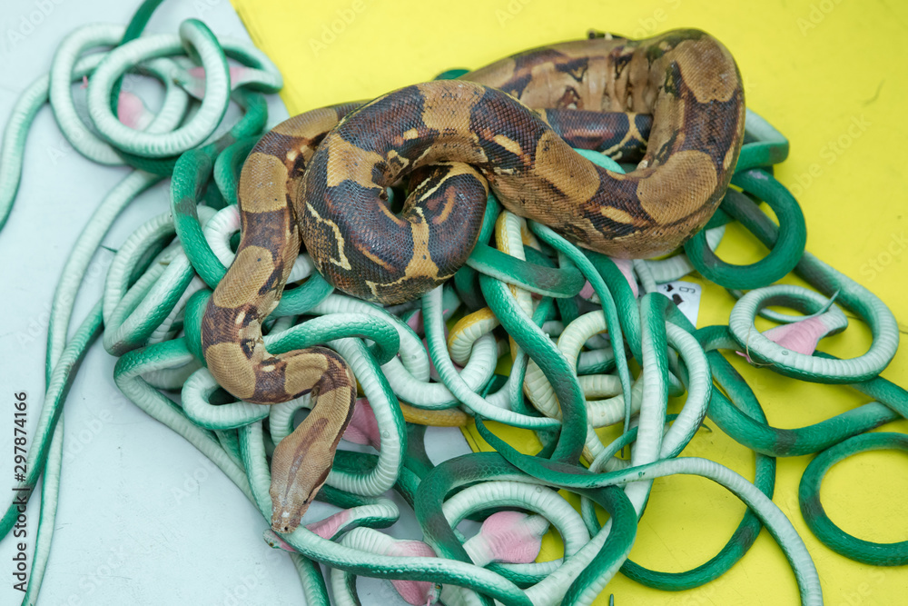 Green feather snakes. A snake with a gray spit . artificial and real ...