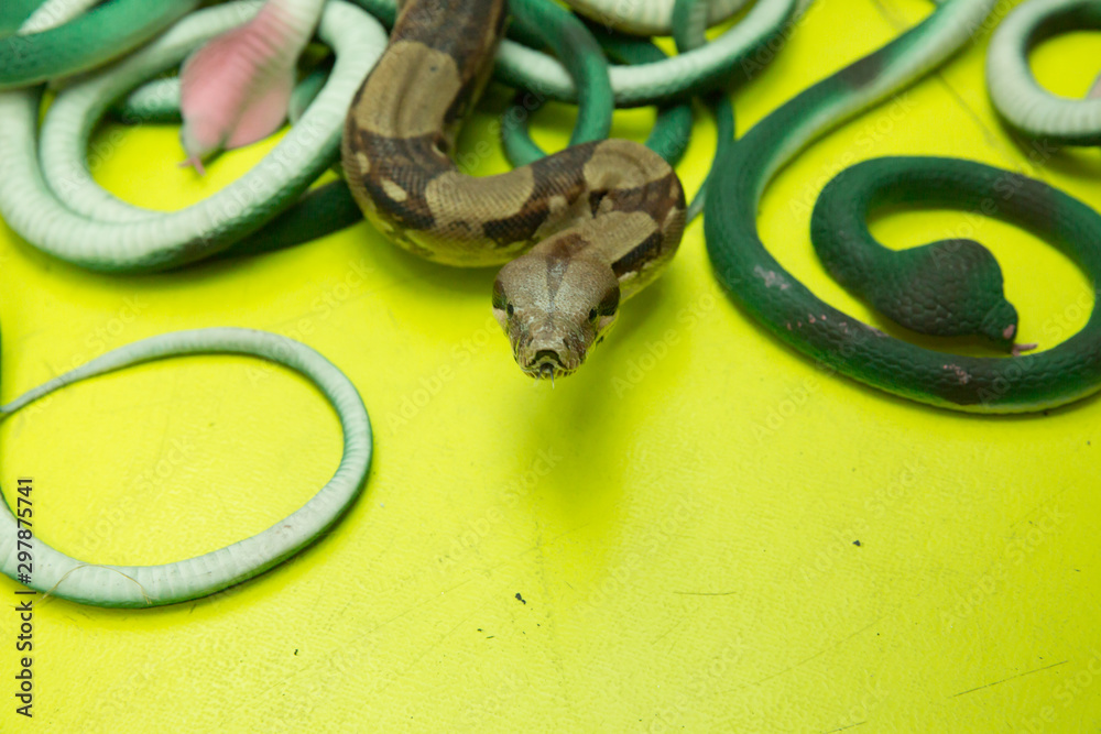 Green feather snakes. A snake with a gray spit . artificial and real ...
