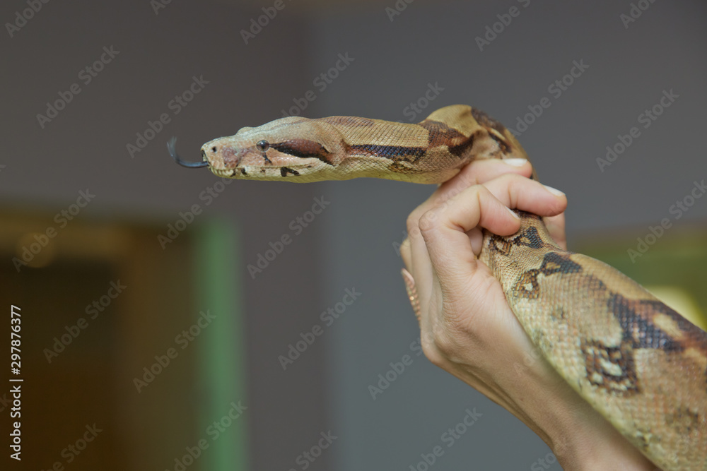 Man holds snake boa in his hands. Dangerous profession . Great Basin ...