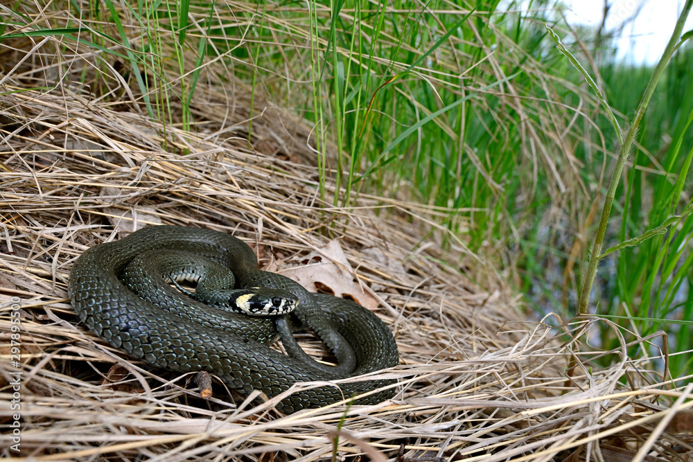 Ringelnatter (Natrix natrix) aus Nordostpolen - Grass snake in Poland ...