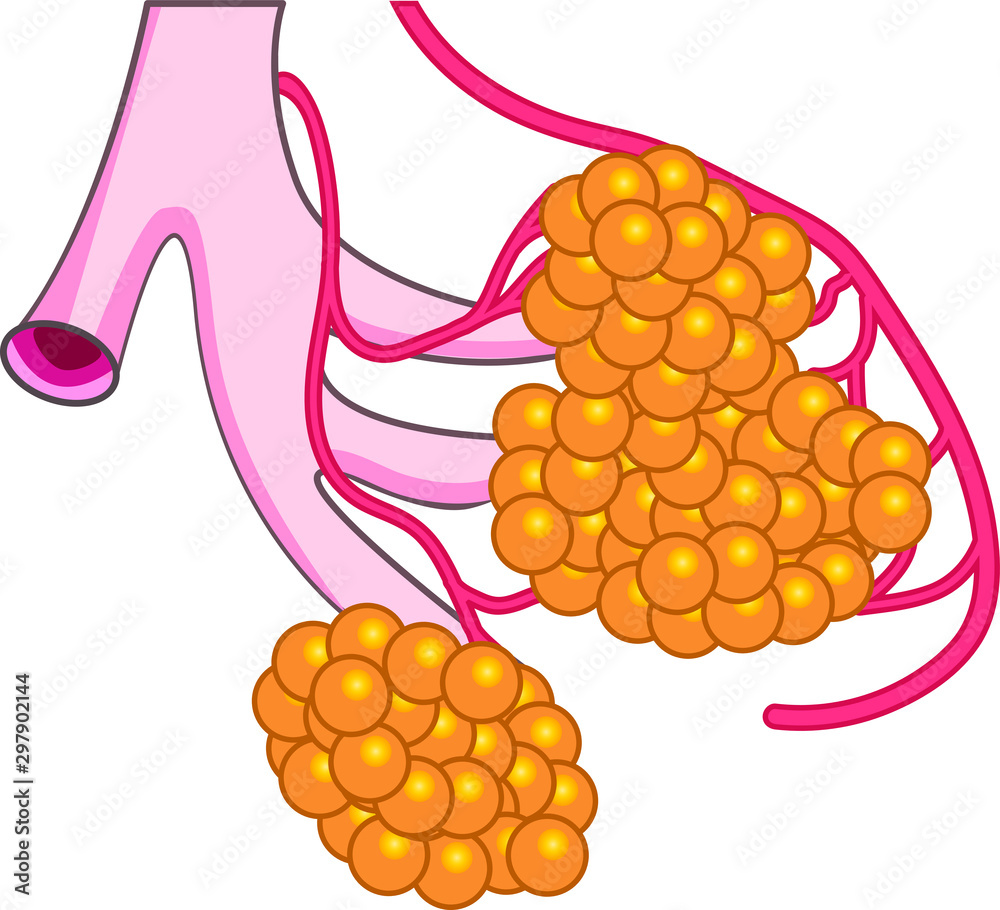 Vector illustration of human lungs. Medical vector illustration ...