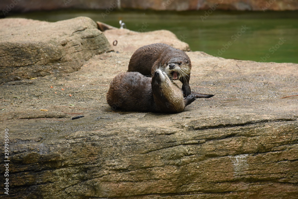 Otter Fight