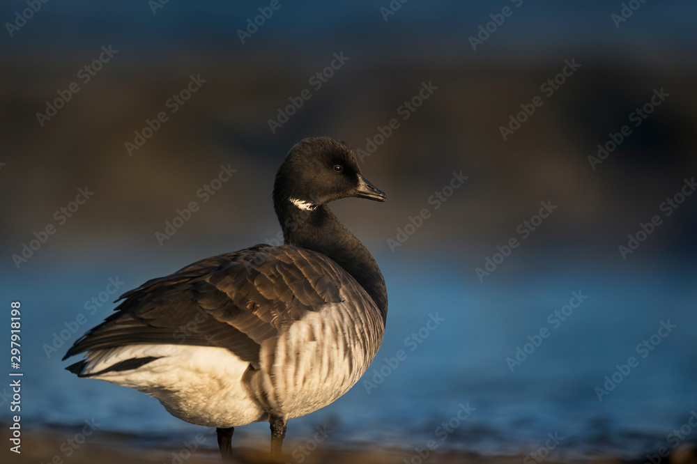 A Brant portrait with soft morning sunlight with a smooth background of ...