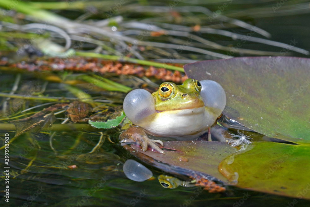 Pool frog (Pelophylax lessonae) in Polesie National Park, Poland ...