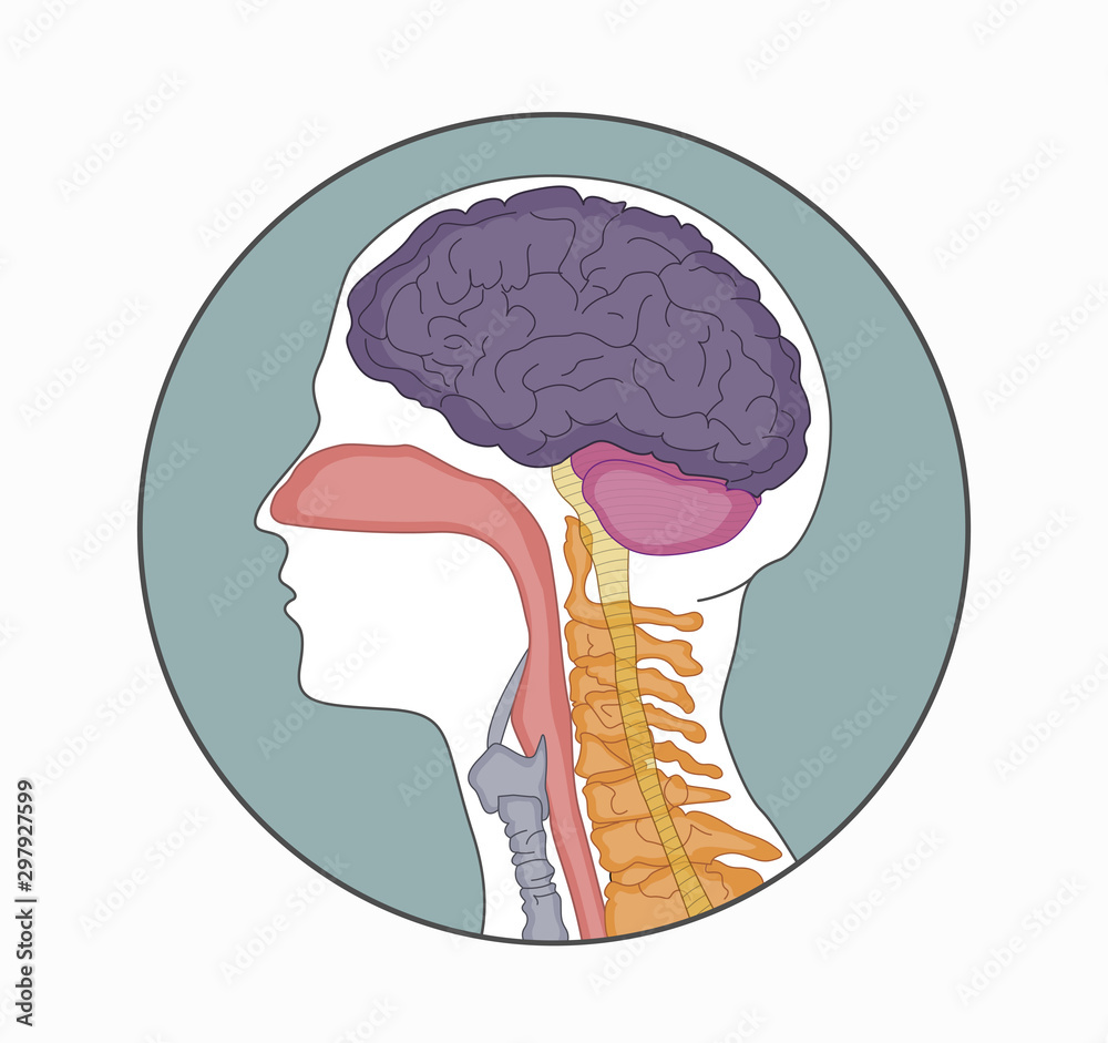 Dissection of the human head profile with the elements that compose it ...