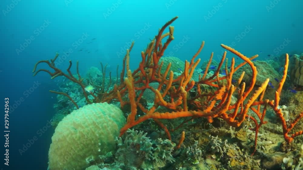 Coral on wreck underwater on seabed of Pacific Ocean in Truk Lagoon on ...