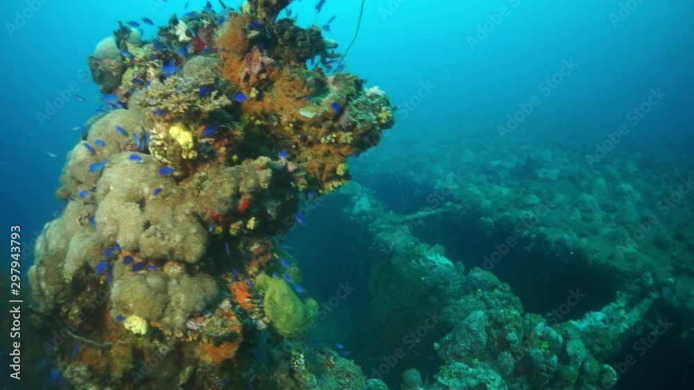 School of blue fish and coral son sunken ship wreck on underwater ...