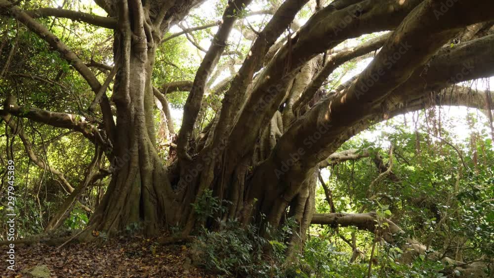 Ficus citrifolia tree, also known as the shortleaf fig, giant bearded ...