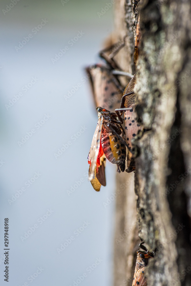 Poster Spotted lanternfly (Lycorma delicatula) – Wall Art | UkPosters