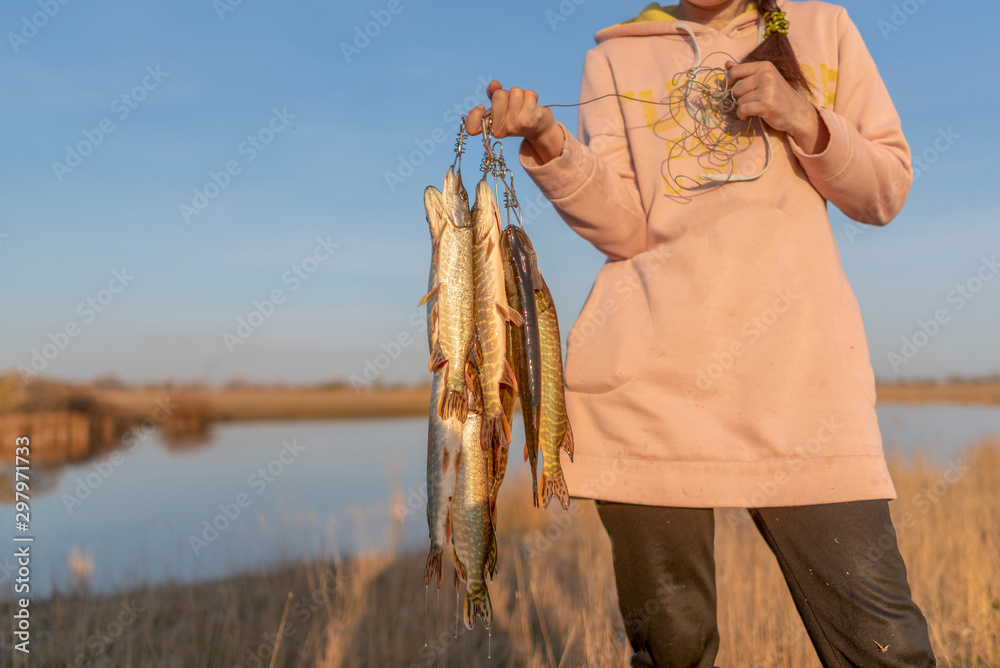 Yakut girl fisherman hard holds in the hands of many caught fish pike ...