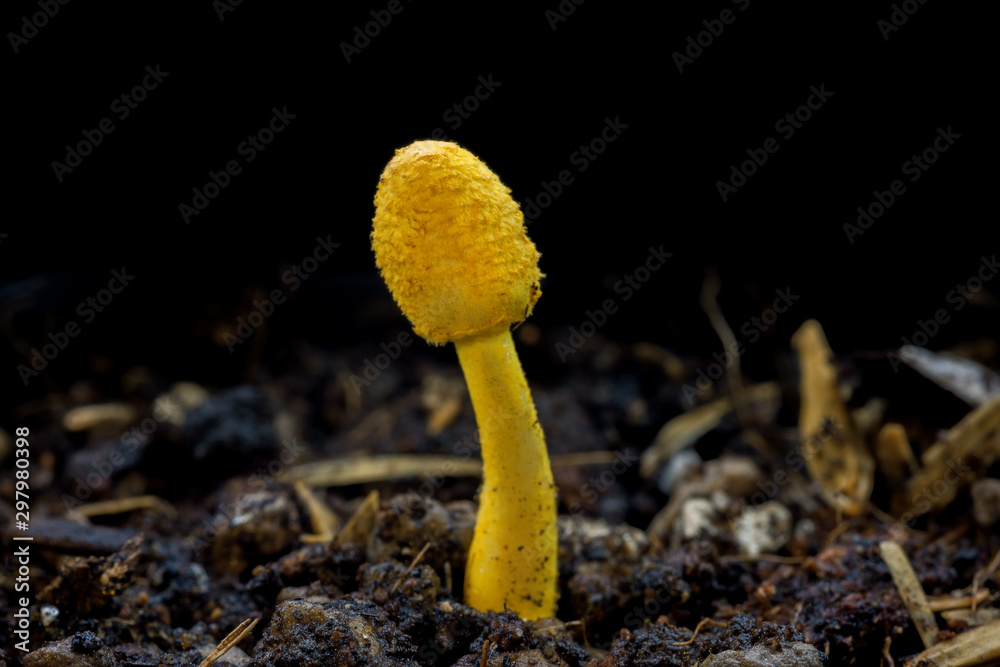 Yellow houseplantl mushroom, Leucocoprinus birnbaumii also known as ...