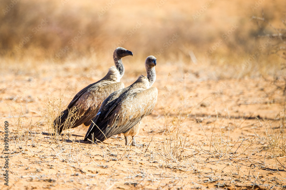 Vultures In The Desert Of The Kgalagadi National Park Stock Photo ...