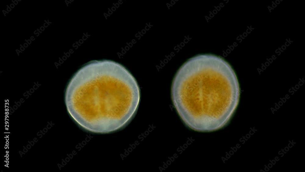 A larva, an embryo under a microscope, planus Coelenterata, Radiata ...