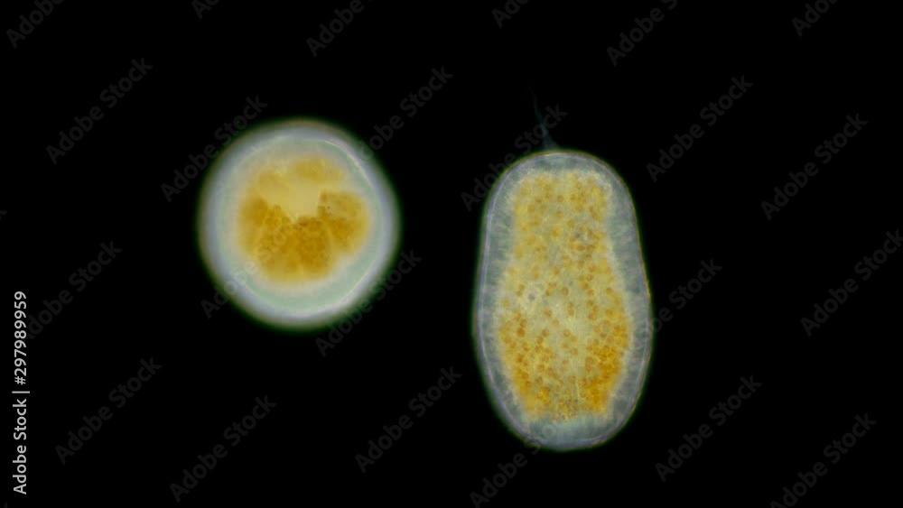 Vidéo Stock A larva, an embryo under a microscope, planus Coelenterata ...