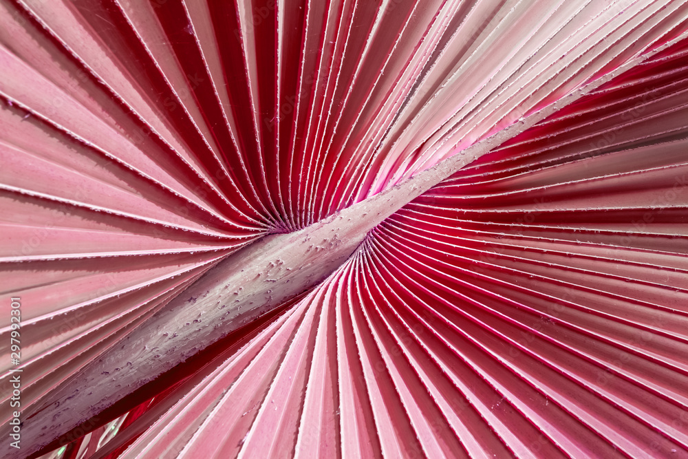 feuille rouge de palmier latanier Stock Photo | Adobe Stock