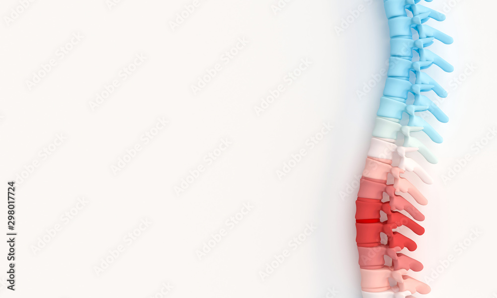 3d illustration render of a spine Stock Illustration | Adobe Stock