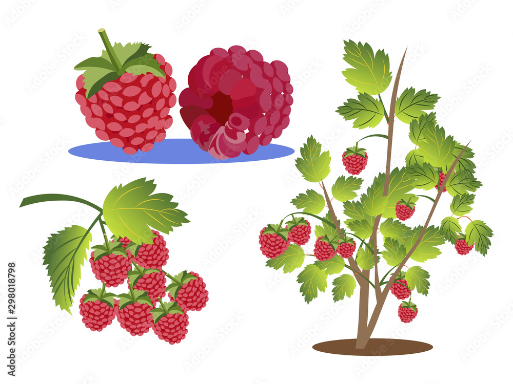 Berry Bush Cartoon