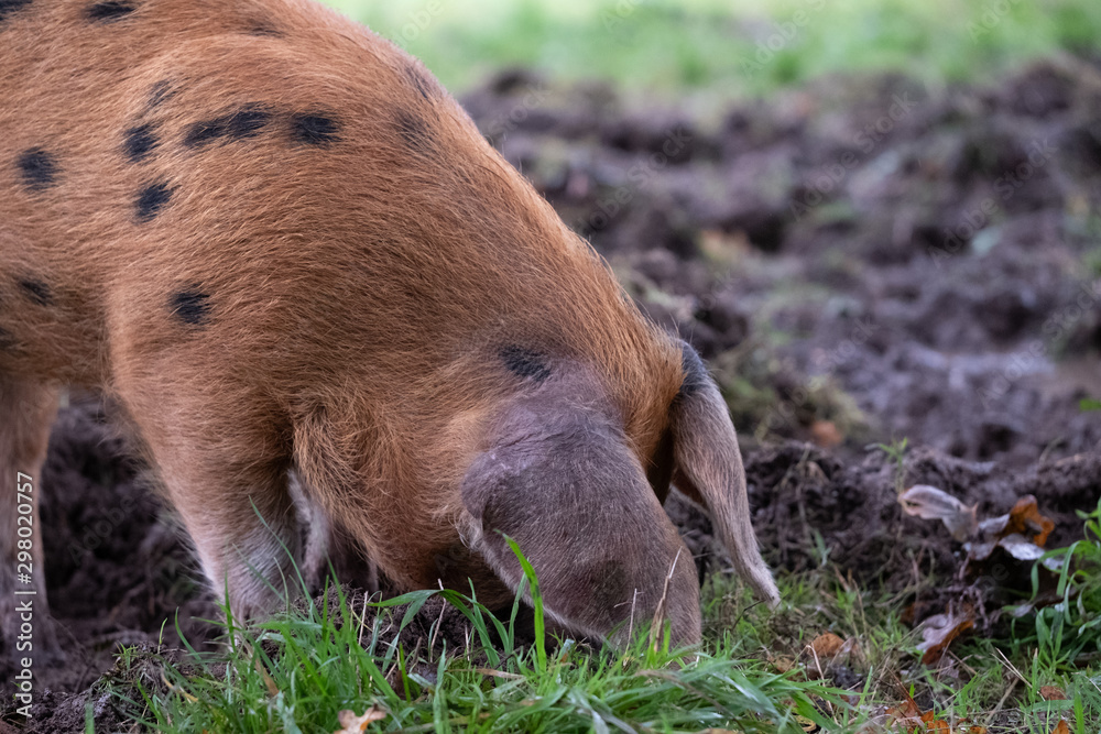 Oxford Sandy and Black pig in the New Forest, Hampshire UK. During the ...