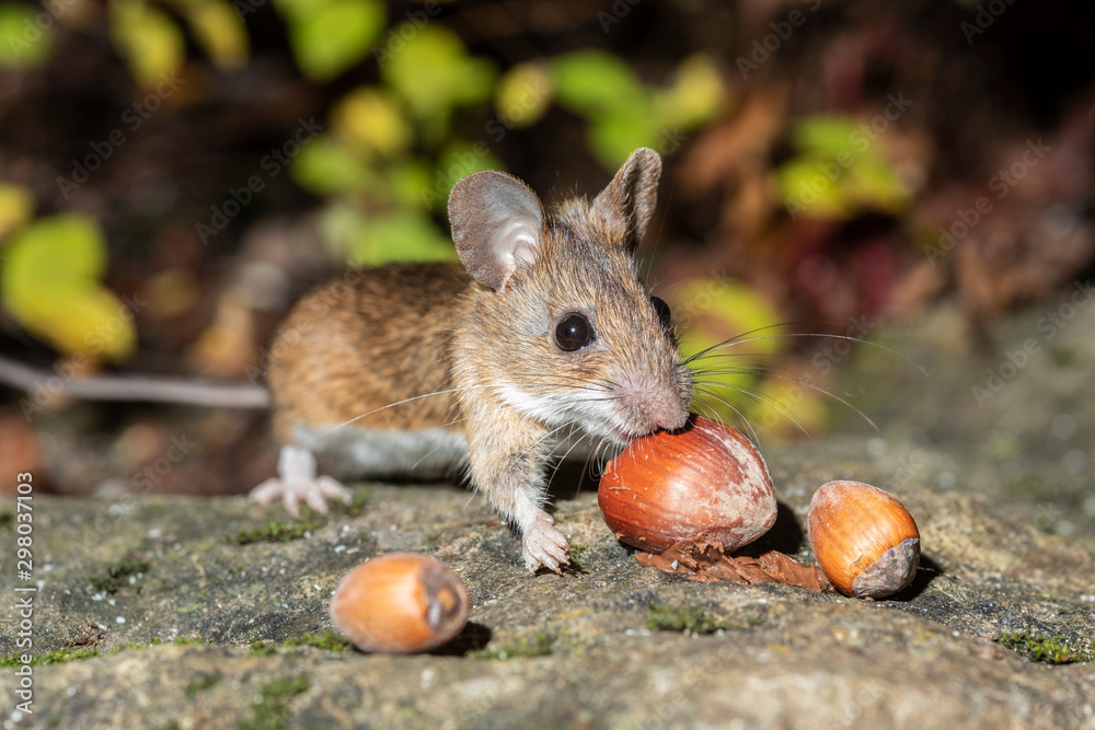 Süsse Maus beim Schlemmen Stock Photo | Adobe Stock