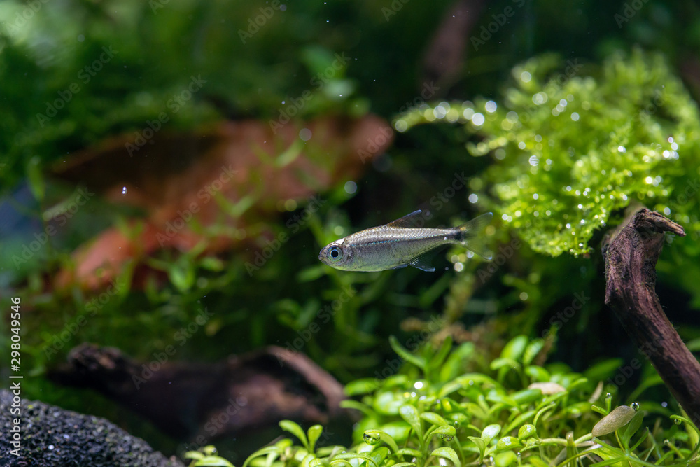 Gold tetra (Hemigrammus rodwayi) in aquatic plants tank Stock Photo ...
