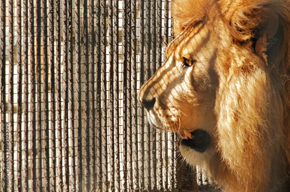 lion close-up profile on the background of zoo cells Stock Photo ...
