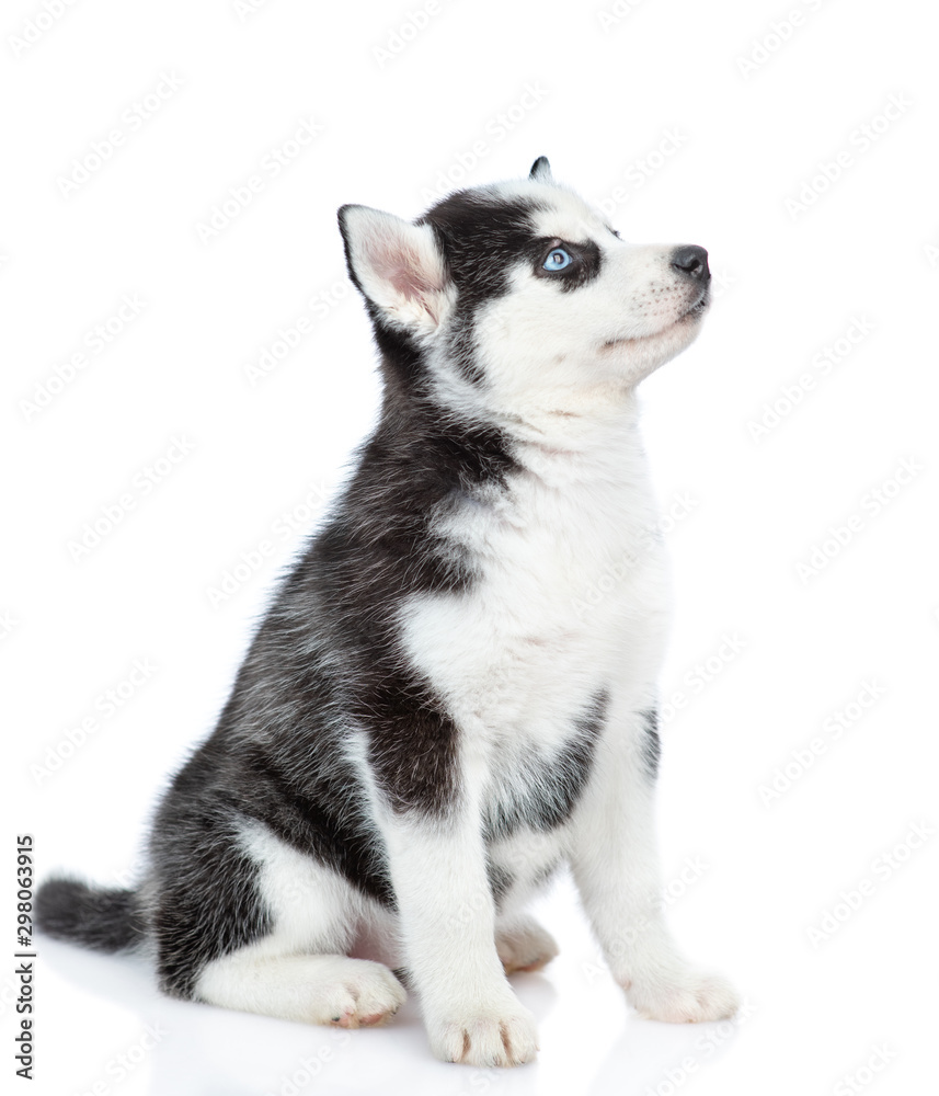 Siberian Husky puppy sitting in side view and looking away and up ...