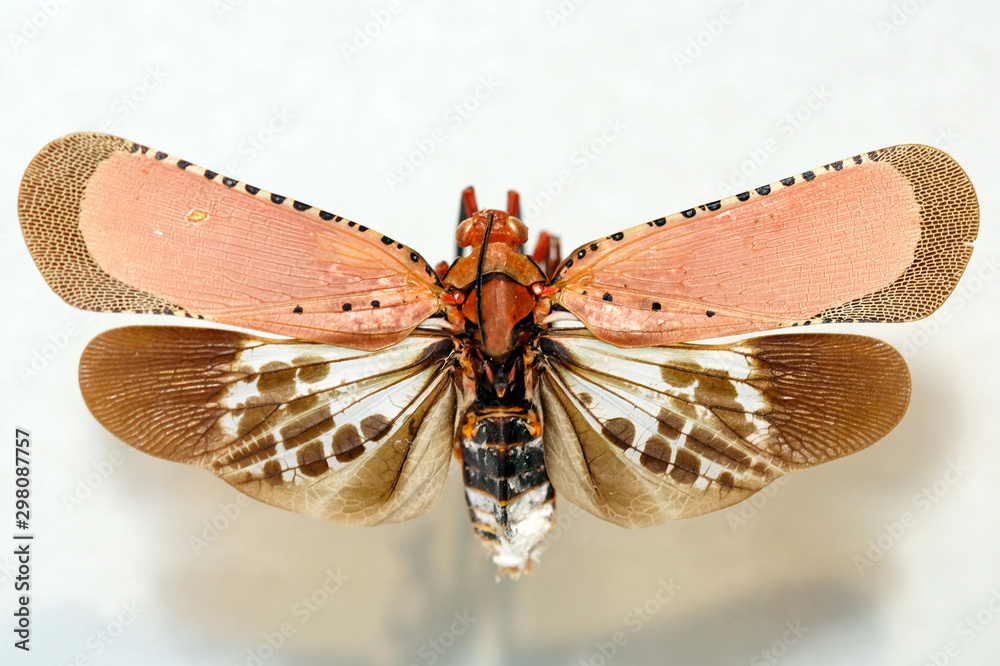 Lantern Bug (Kalidasa nigromaculata). Kalidasa is a genus of bugs in ...