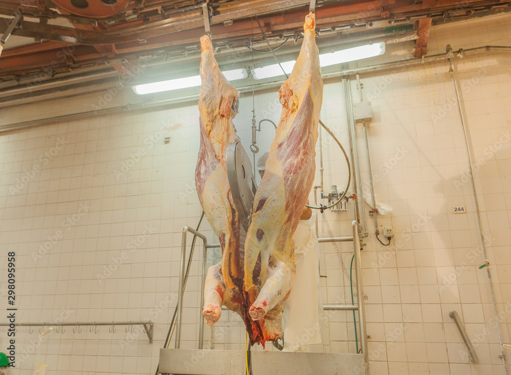 From below mature healthy cow carcass being cut apart with saw while ...