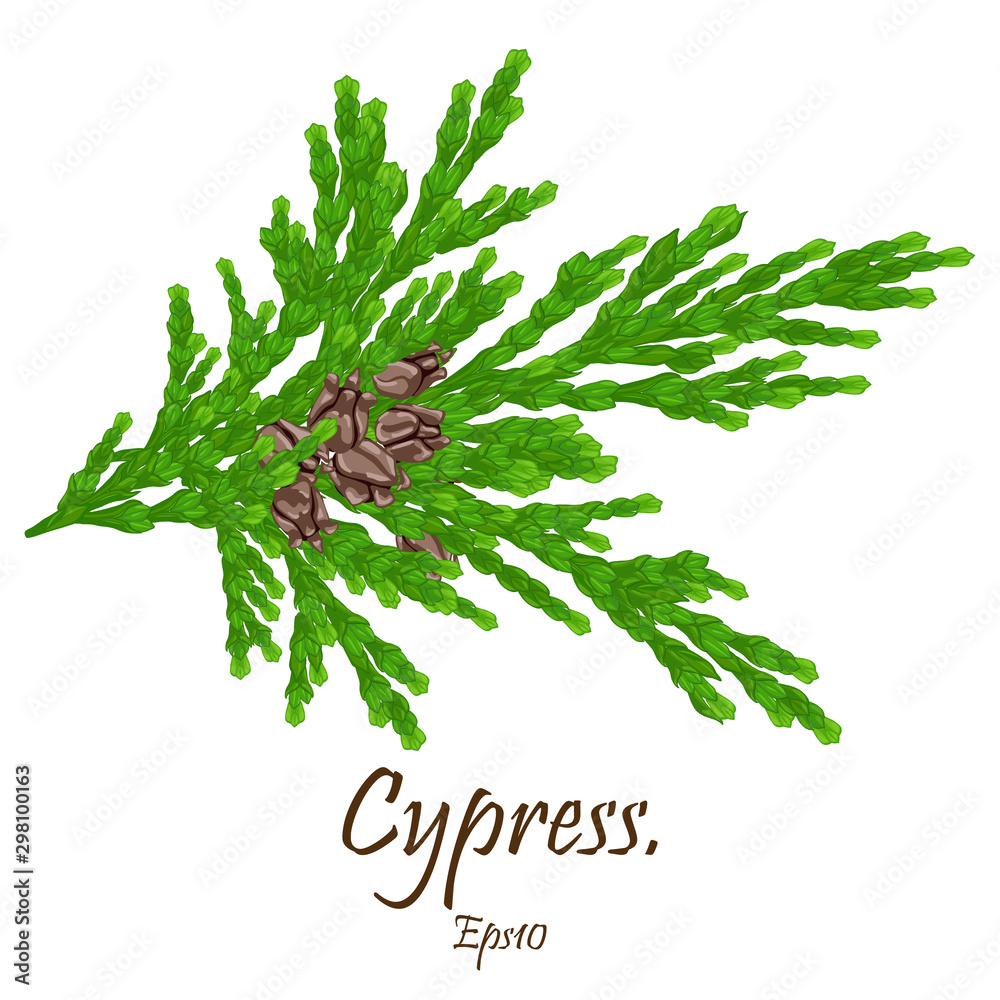 Cypress cedar tree branch. cypress branch with cones. Conifer flower of ...