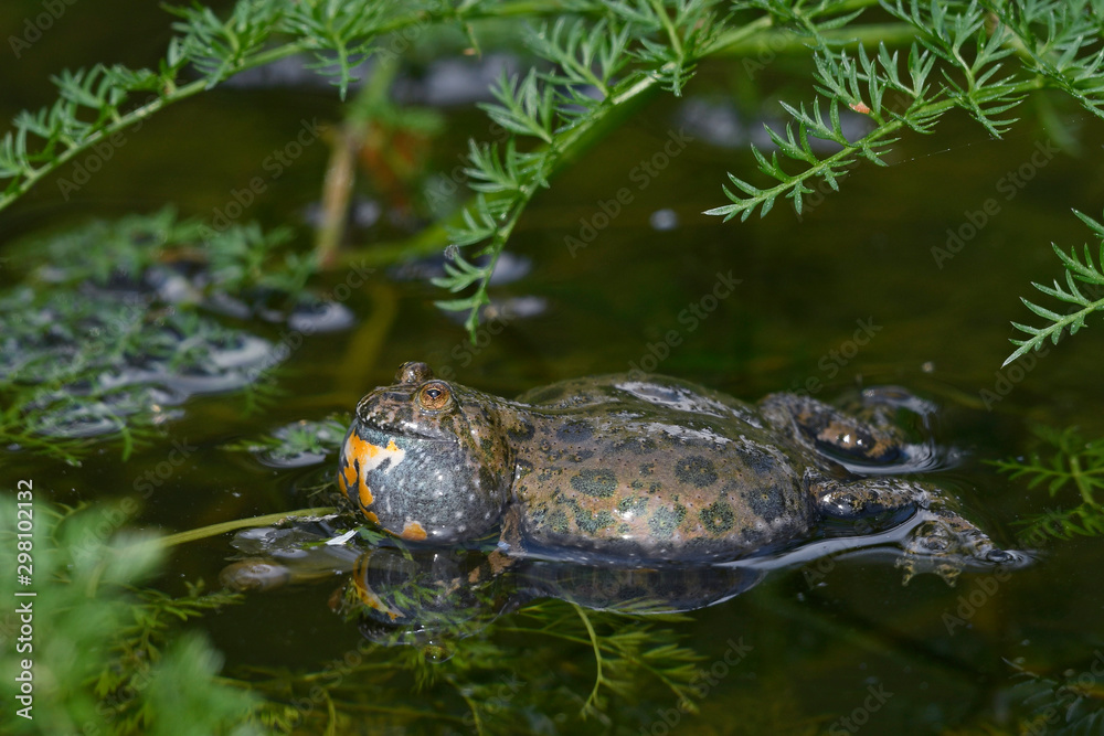 rufende Rotbauchunke (Bombina bombina) - European fire-bellied toad ...