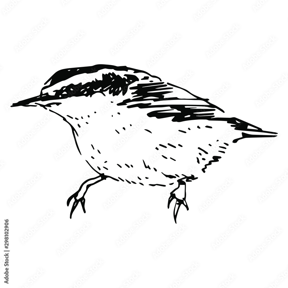 Nuthatch Silhouette