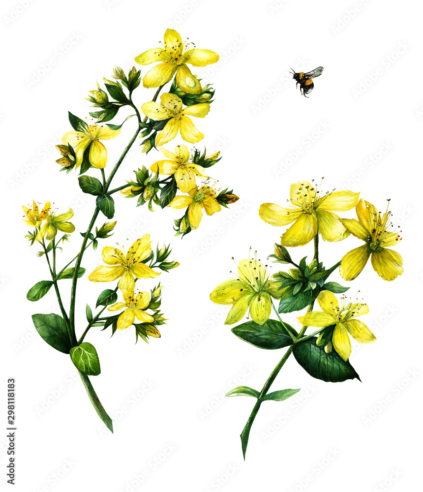 St. John’s wort (Hypericum perforatum) Watercolor hand drawn botanical ...