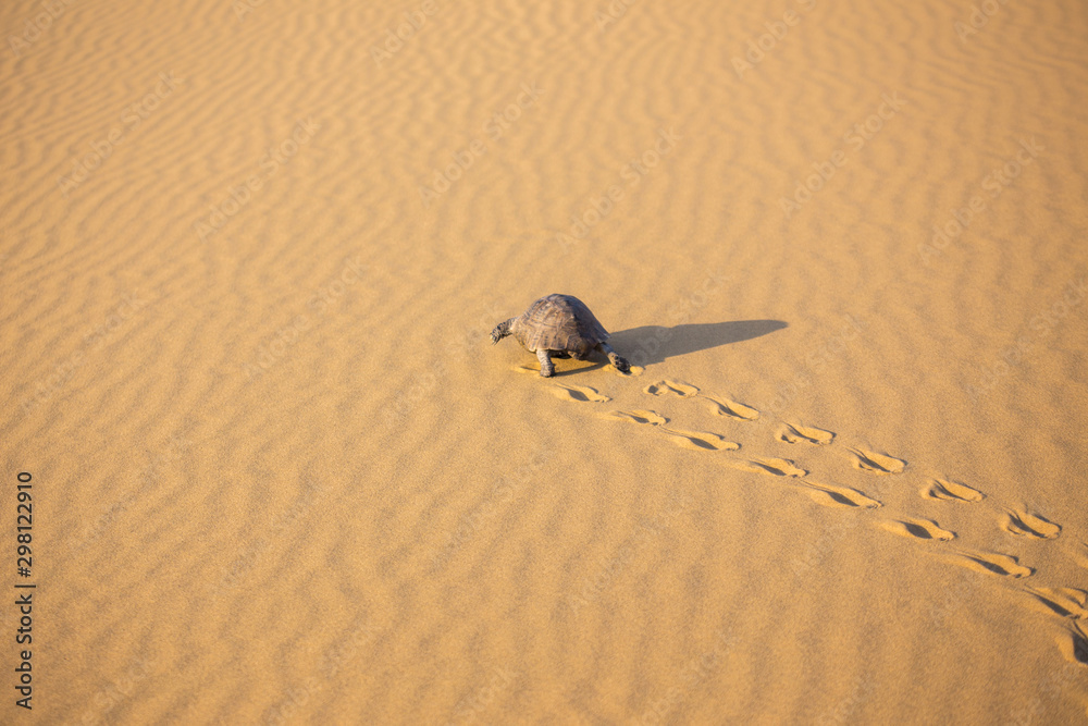 The Turtle and her Paths Stock Photo | Adobe Stock