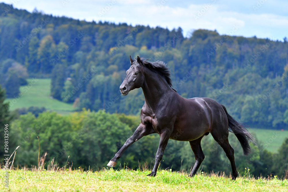 Horse Galloping In Field