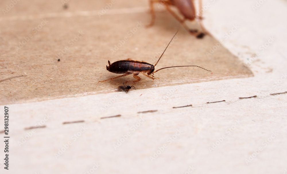 A cockroach stuck to sticky paper. Home of the harmful insect. Stock ...