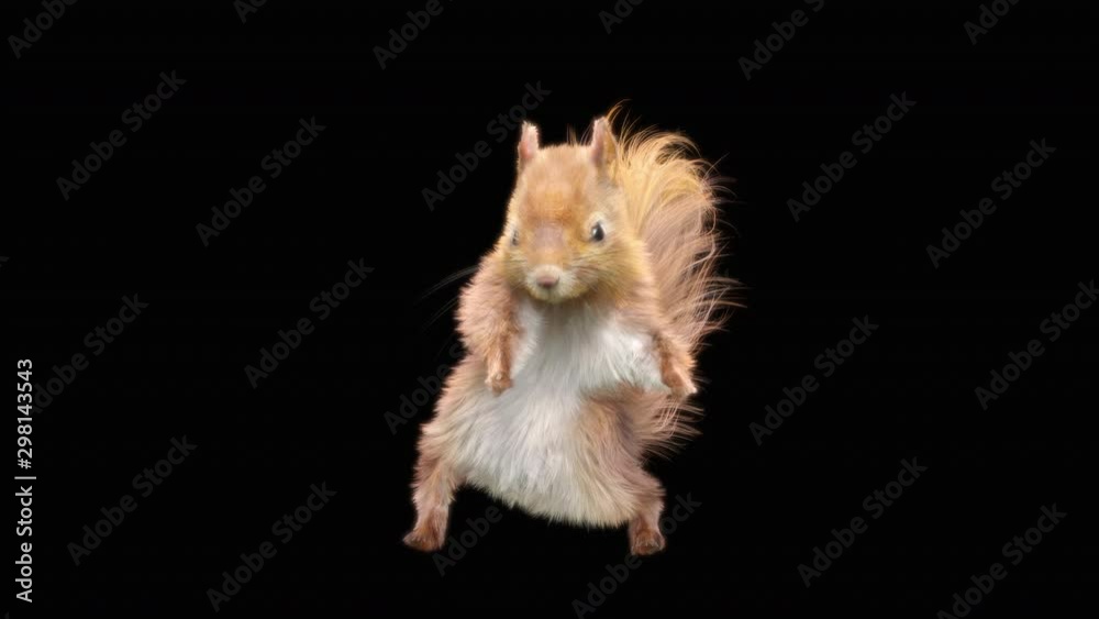 Squirrel, dance, 3d, rendering, animal, realistic, Animation, Loop ...
