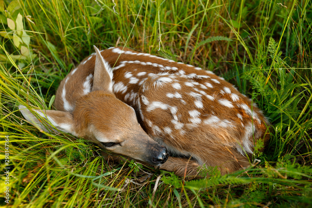 Fawn sleeping in grass Stock Photo | Adobe Stock