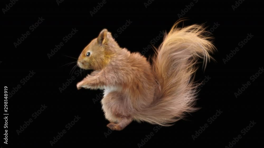 Squirrel, dance, 3d, rendering, animal, realistic, Animation, Loop ...