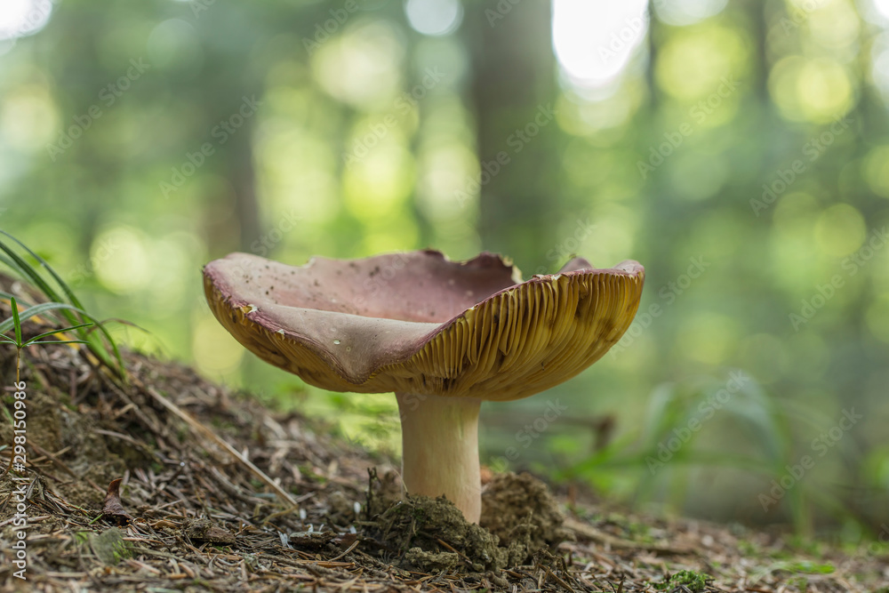 Russula olivacea mushroom in beech forest. Edible mushroom Russula ...