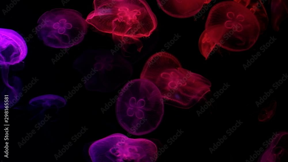 Jellyfish change color according to the fire in the aquarium. 素材庫影片 ...
