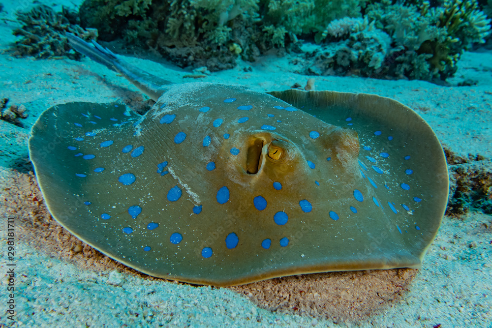 Blue spotted stingray On the seabed in the Red Sea Stock Photo | Adobe ...