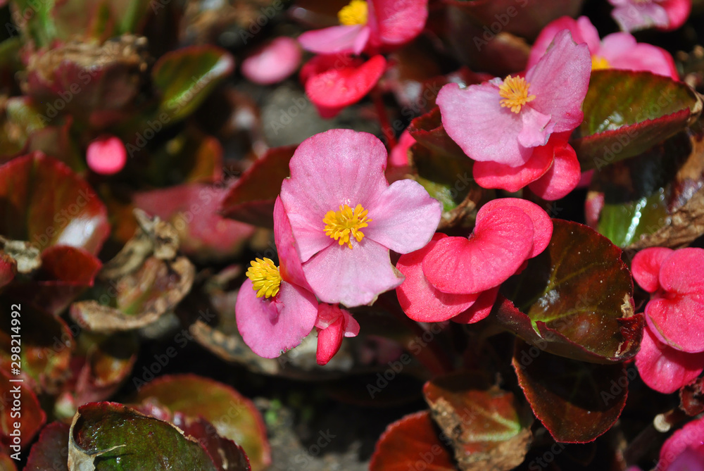 Many beautiful begonia semperflorens (Wax begonia, Begonia conchita ...