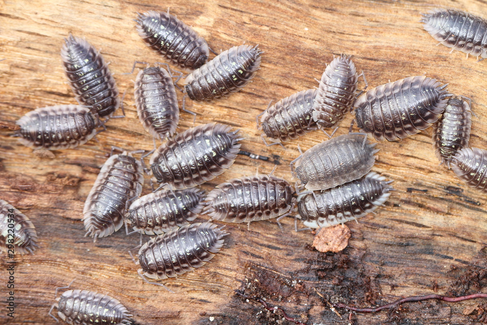 Cloportes Stock Photo | Adobe Stock