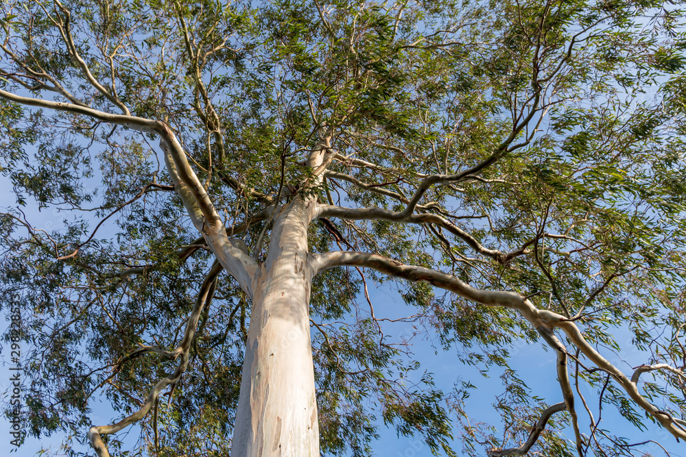 Eucalyptus tree Stock Photo | Adobe Stock
