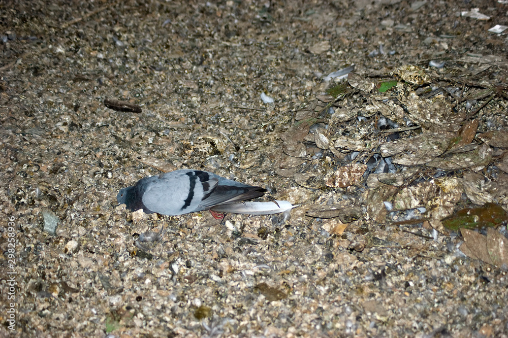 Dead dove in the attic. Bird lying in the garbage and waste. Law of ...