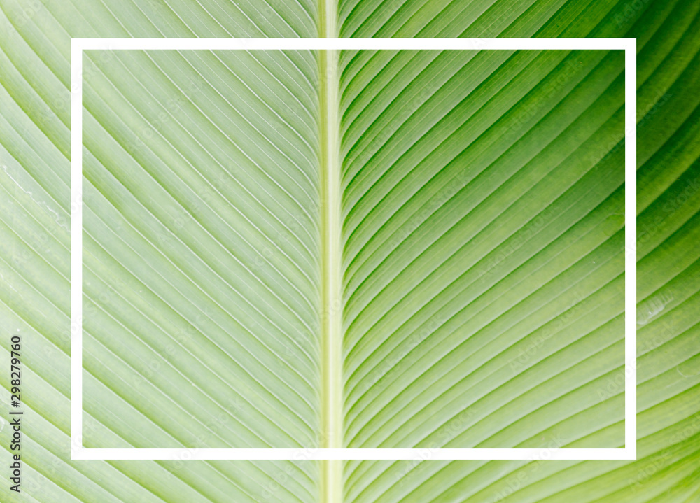 Frame tropical leaf texture green leaves Background, foliage nature ...