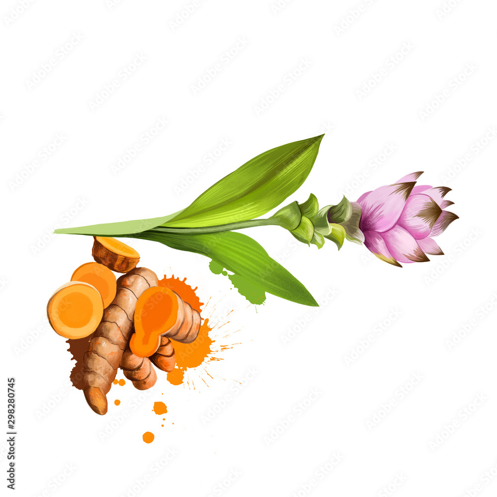 Curcuma flower, root and powder isolated on white. Turmeric Curcuma ...